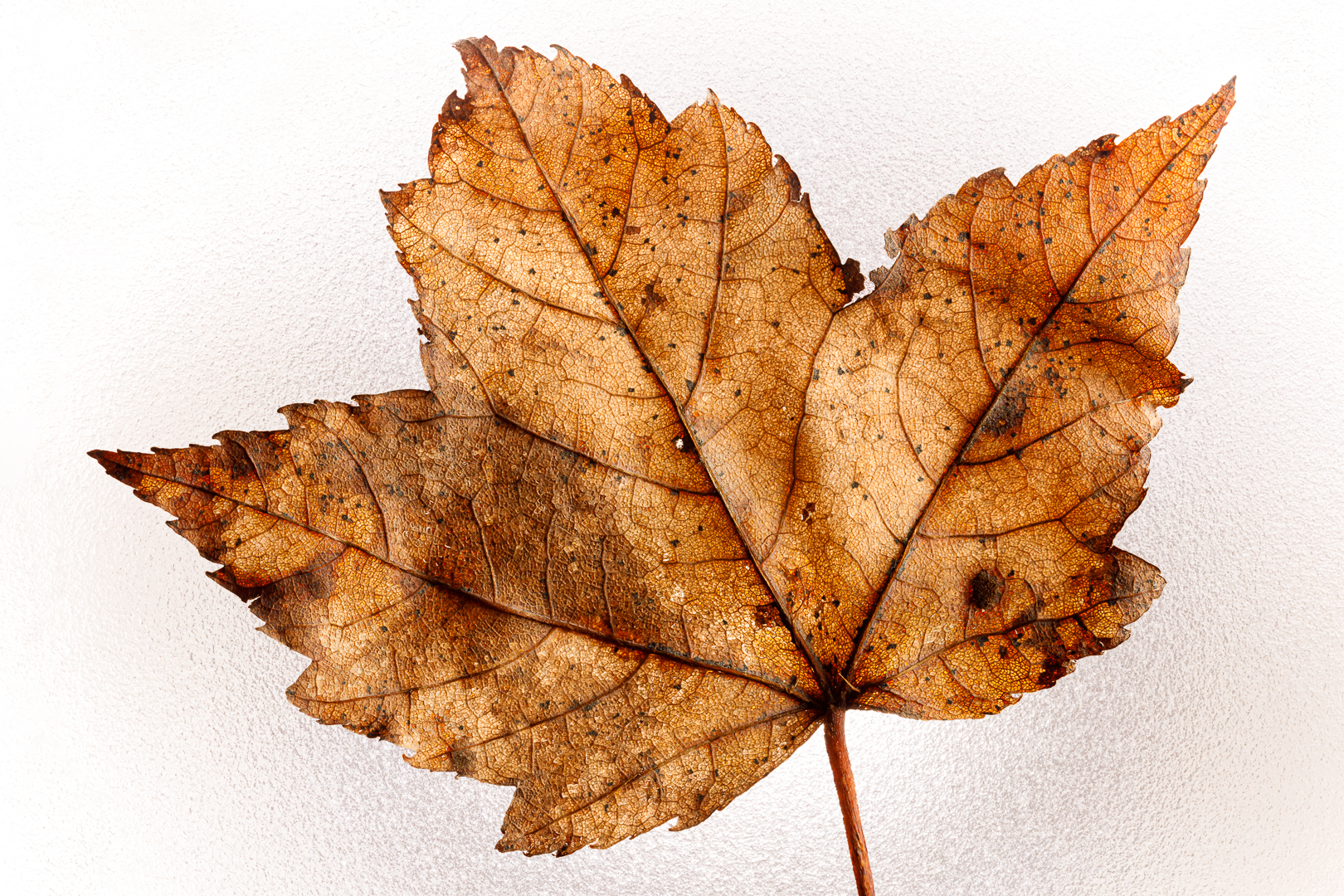 September Theme Challenge – “Backlight” | © You Can Learn Photography